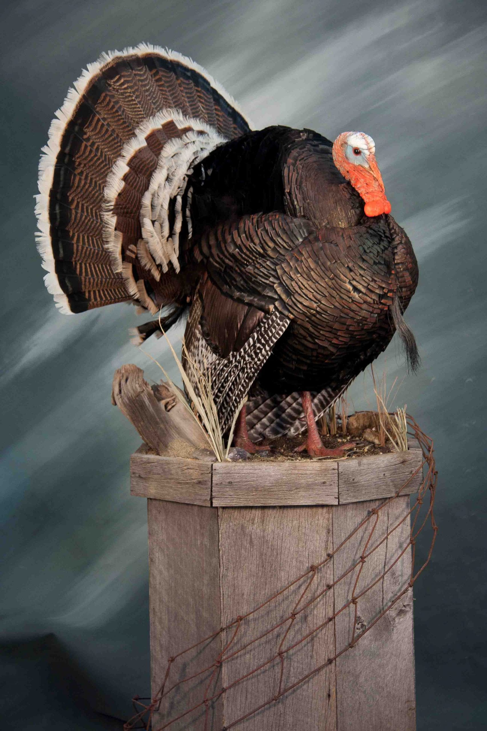 Taxidermy School | Lone Leaf - Custom Taxidermy